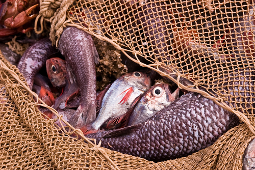 Cold Chain Cool Transport and Seafood Storage Temperature